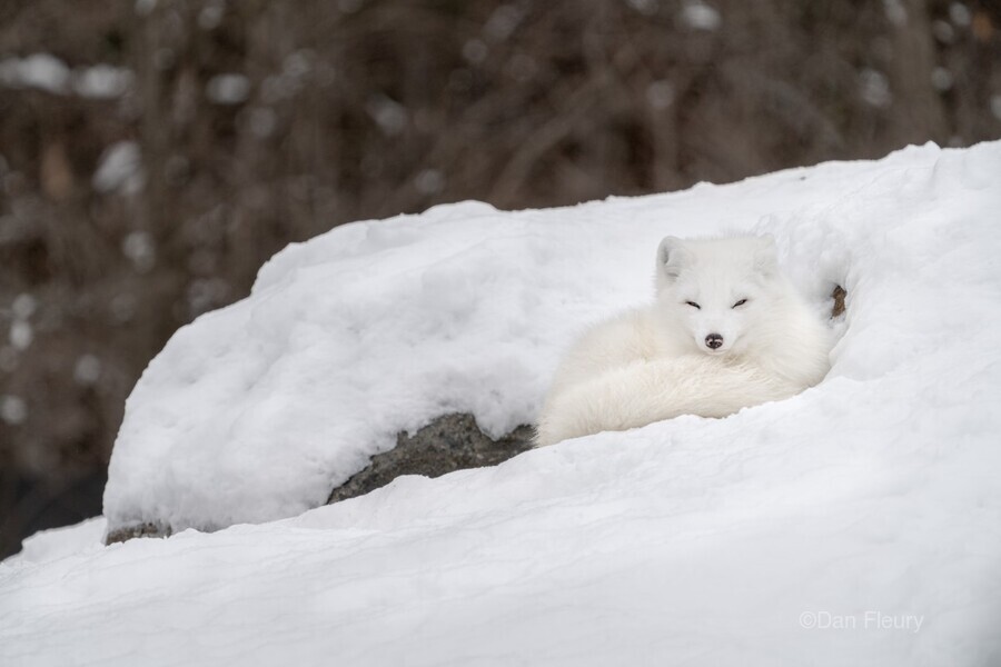 Arctic Fox by Dan Fleury Wall Art